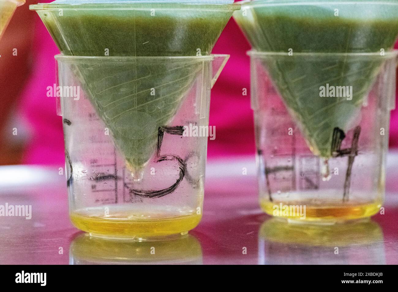 Clarified sugarcane (Saccharum sp.) juice samples (yellow liquid) being ...