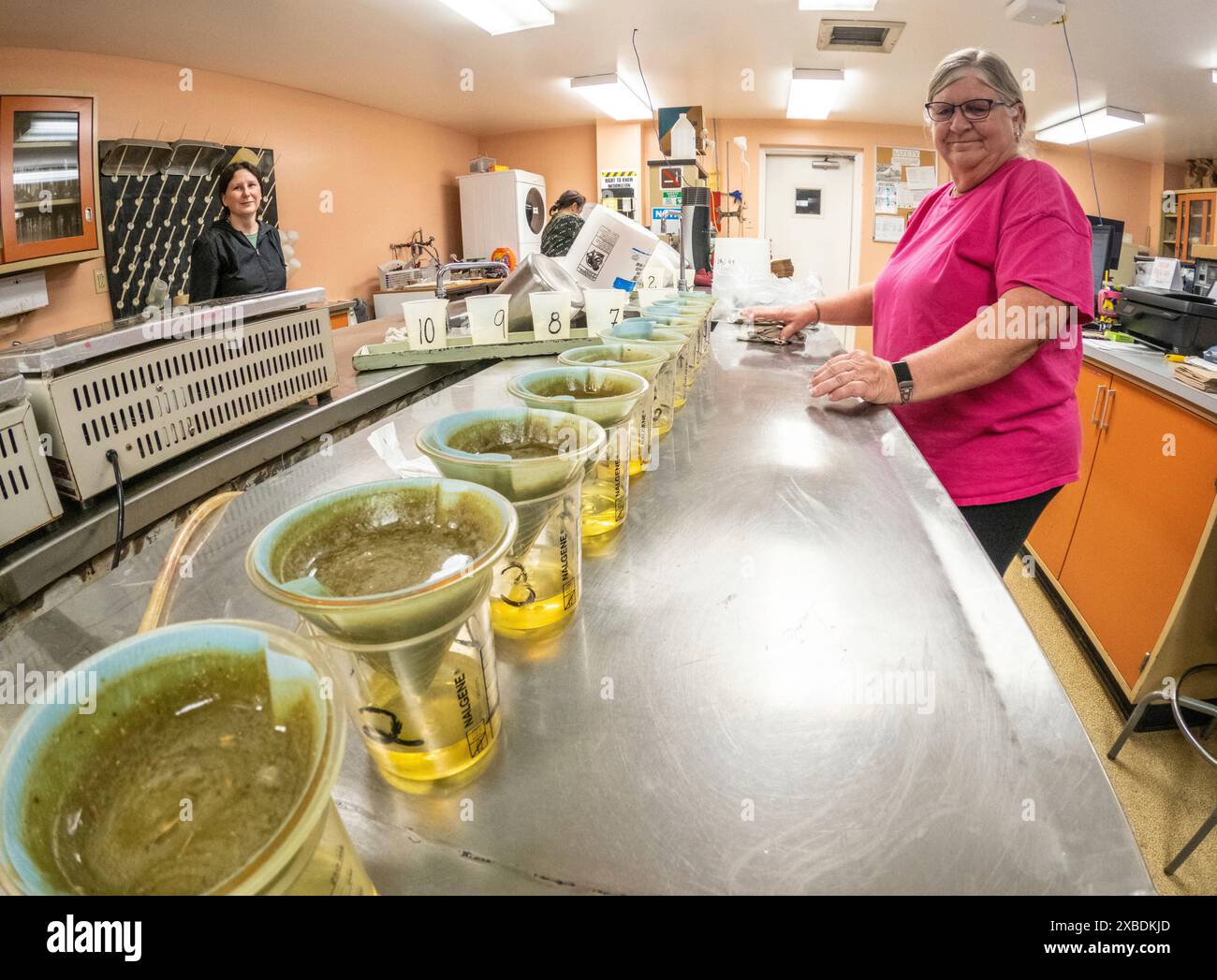 Clarified sugarcane (Saccharum sp.) juice samples (yellow liquid) being ...