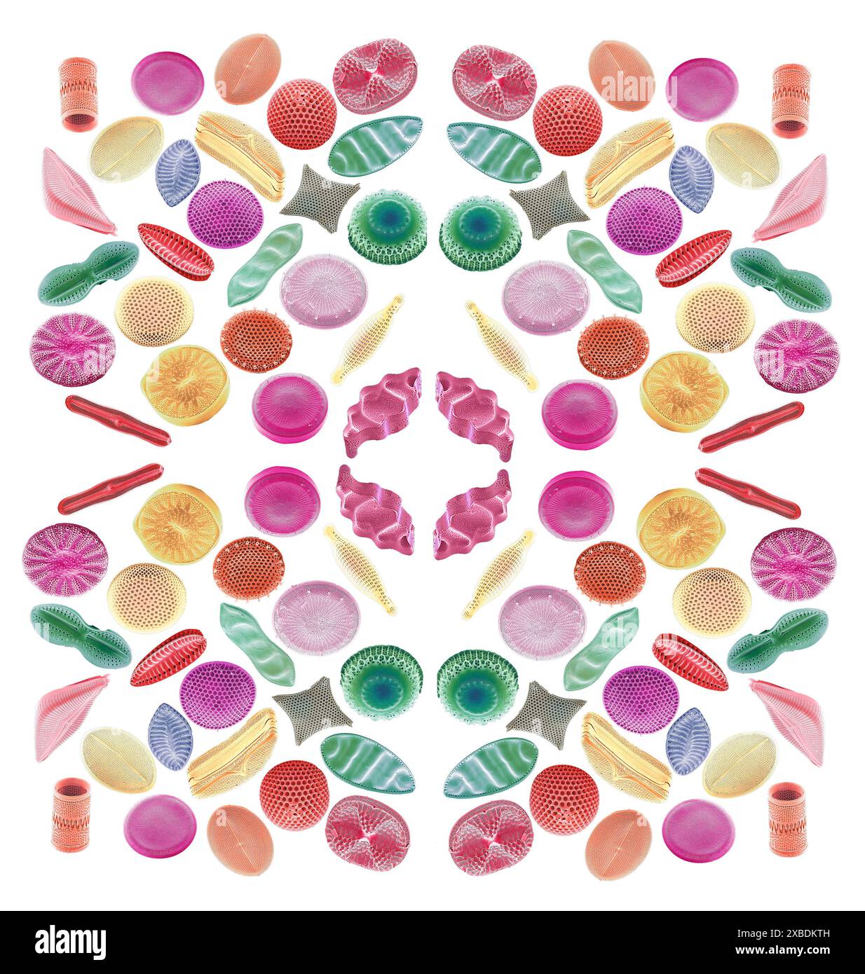 Diatoms. Coloured scanning electron micrograph (SEM) of an arrangement ...
