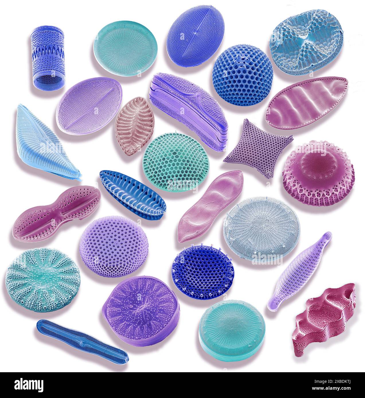 Diatoms. Coloured scanning electron micrograph (SEM) of an arrangement ...