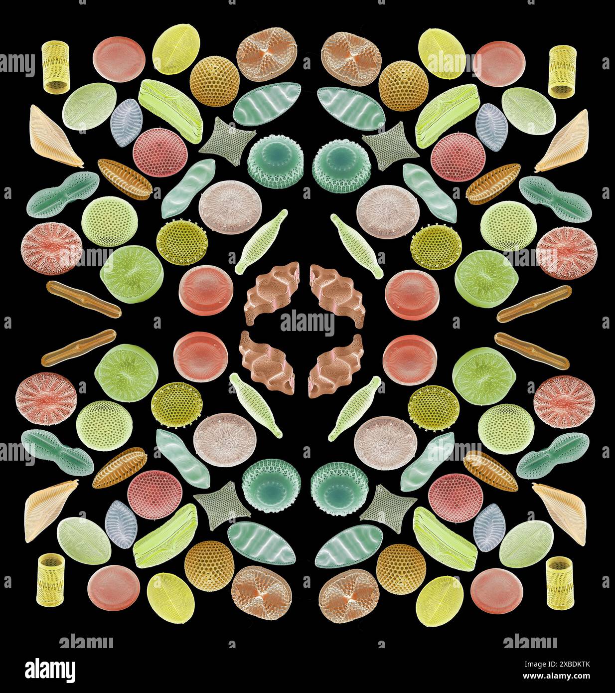Diatoms. Coloured scanning electron micrograph (SEM) of an arrangement ...