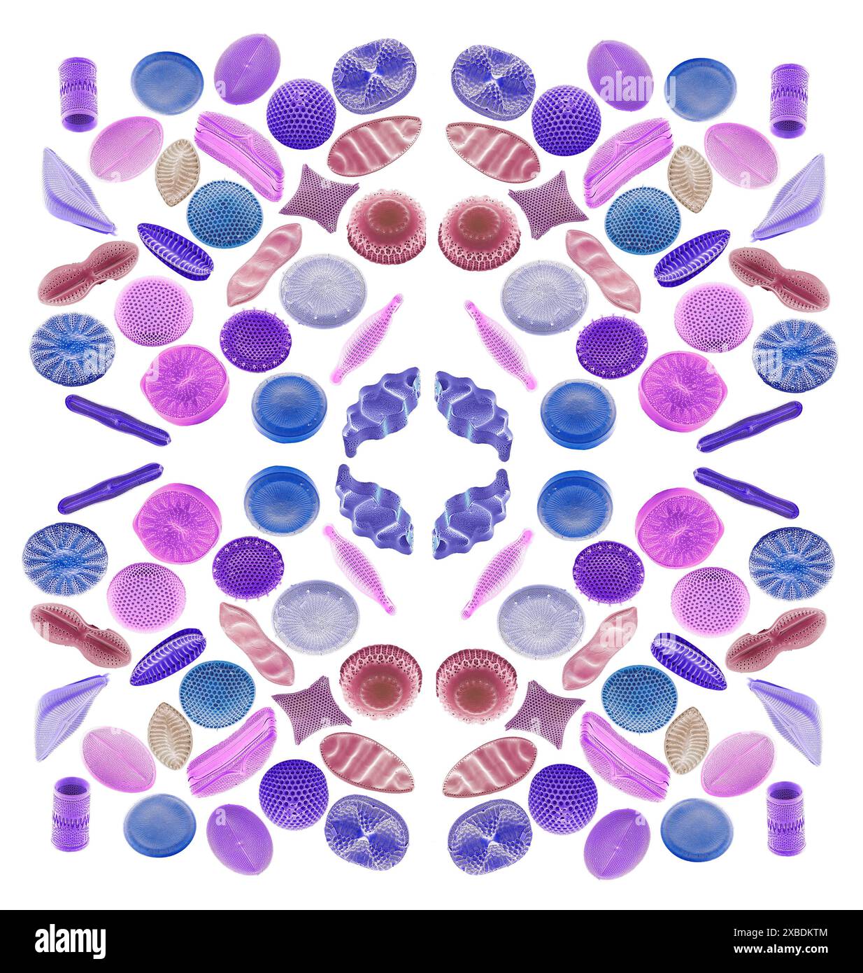 Diatoms. Coloured scanning electron micrograph (SEM) of an arrangement ...