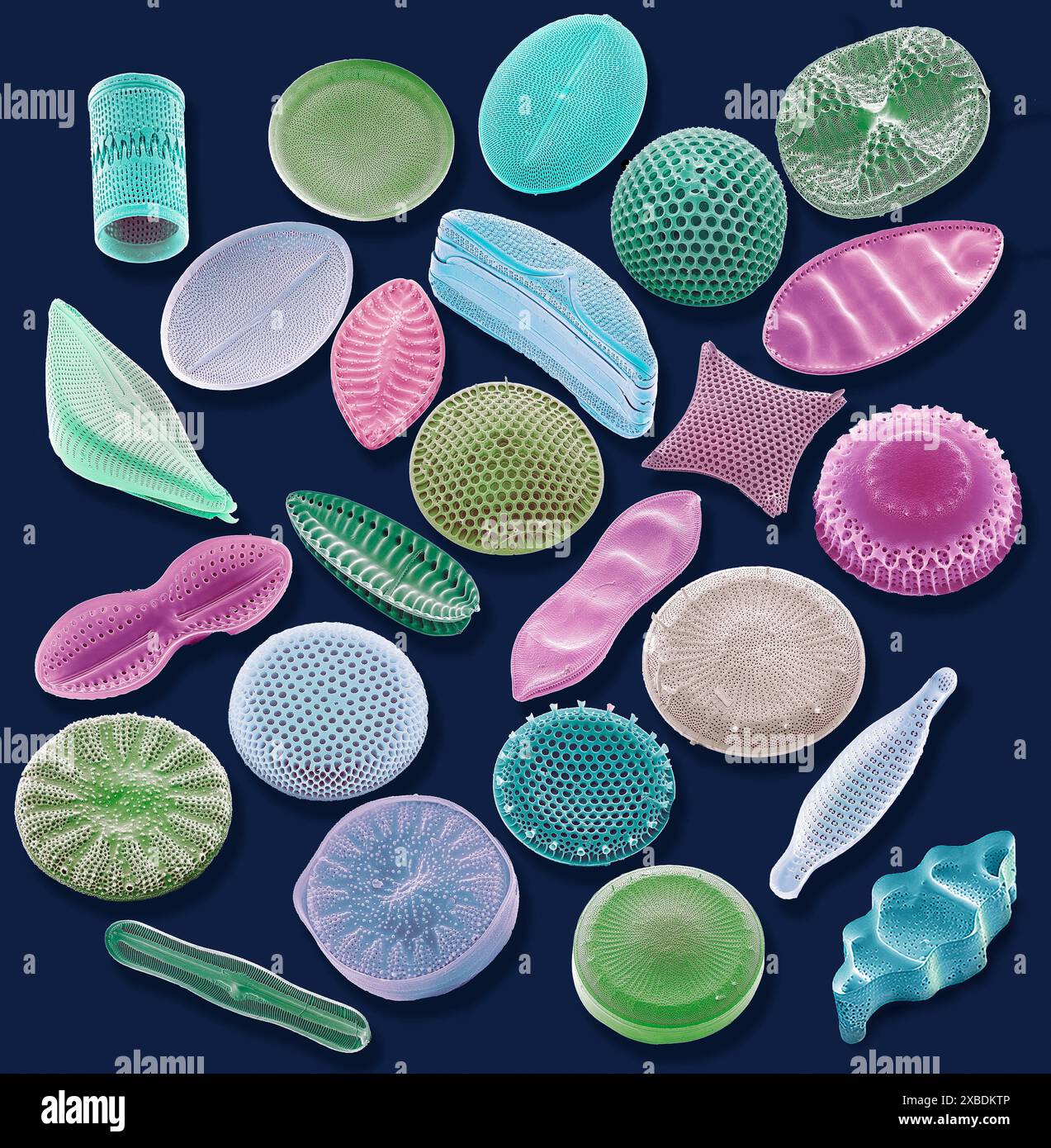 Diatoms. Coloured scanning electron micrograph (SEM) of an arrangement ...