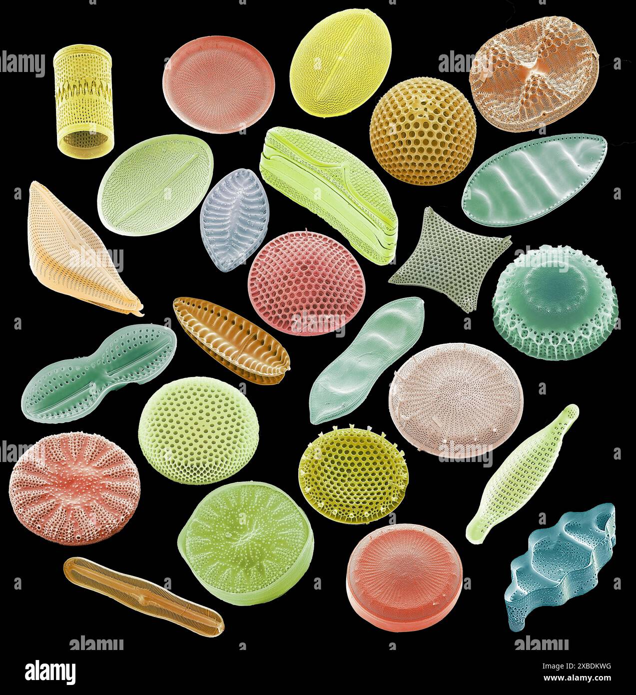 Diatoms. Coloured scanning electron micrograph (SEM) of an arrangement ...