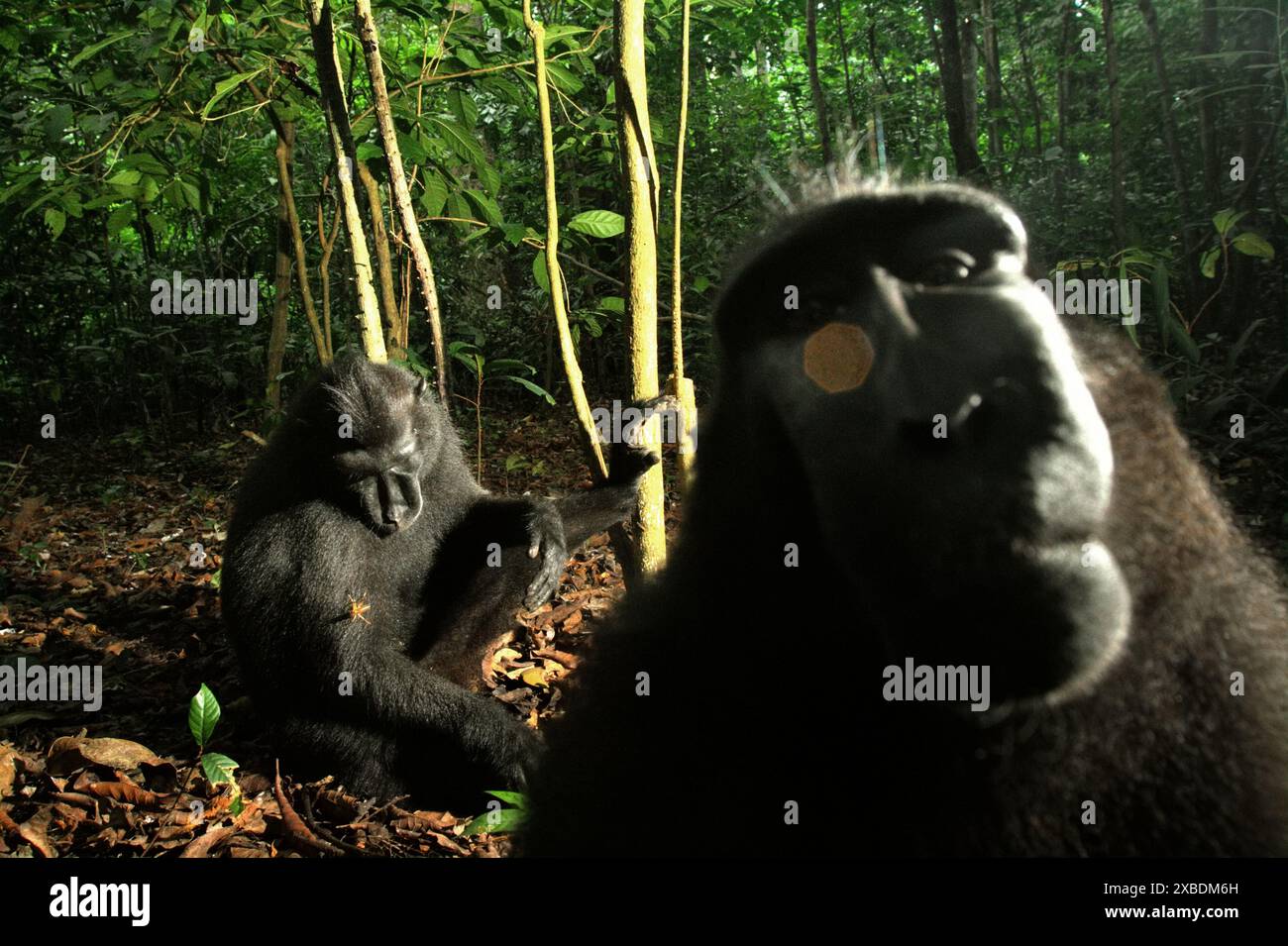 A Sulawesi black-crested macaque (Macaca nigra) looks curiously at ...
