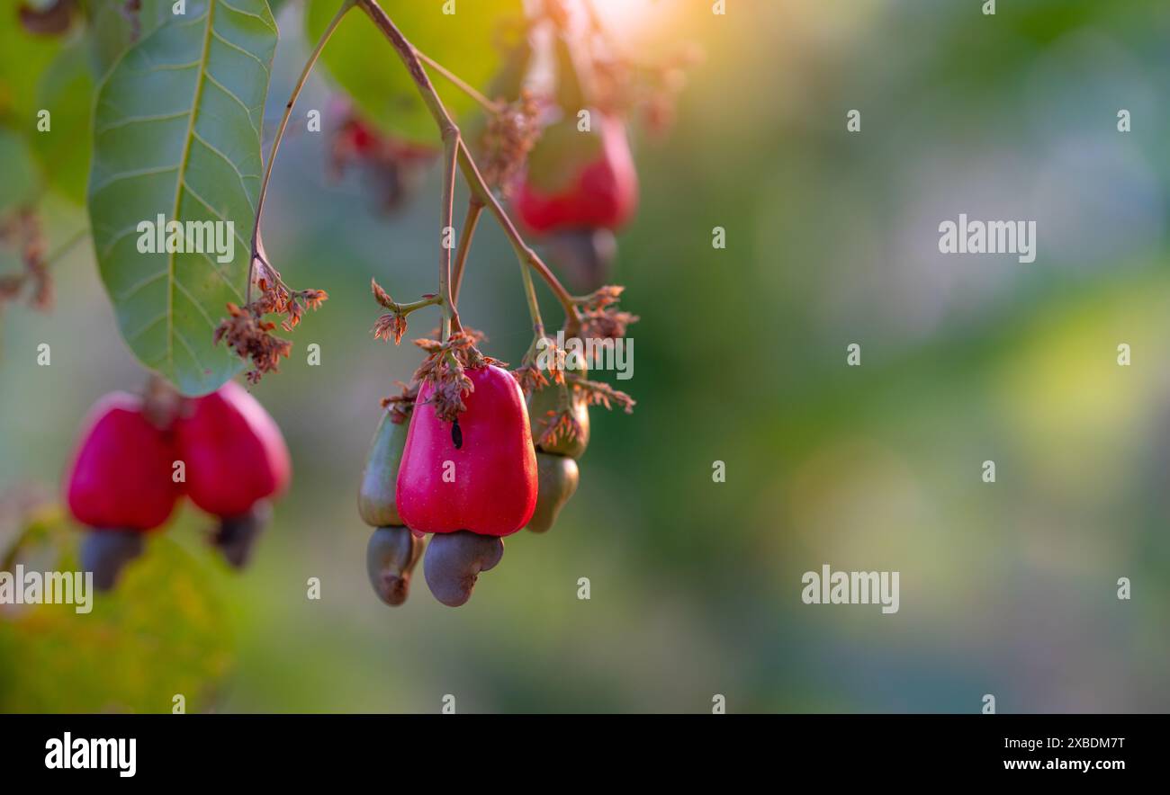 Cashew fruit hanging on Anacardium Occidentale trees. Healthy food from ...
