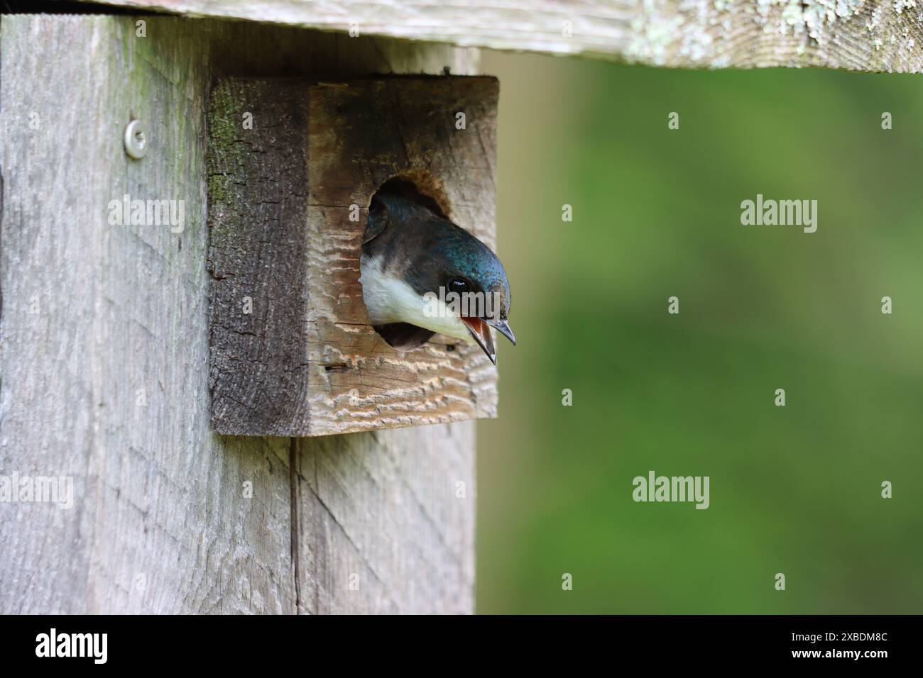 A tree swallow looking out of a birdhouse with their beak open Stock ...