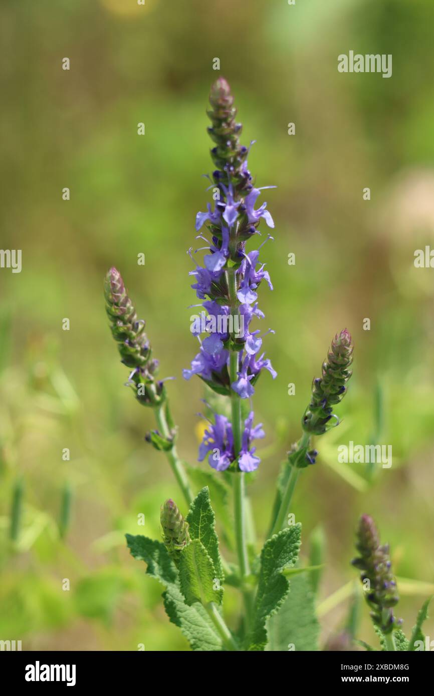 Sage in bloom hi-res stock photography and images - Alamy