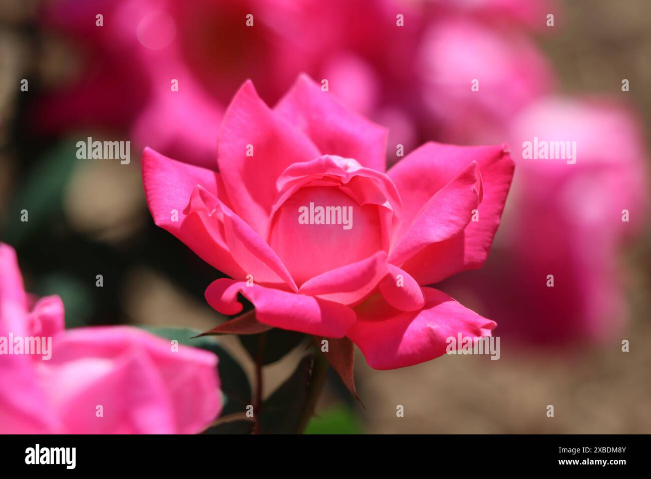 Hybrid roses in bloom hi-res stock photography and images - Alamy