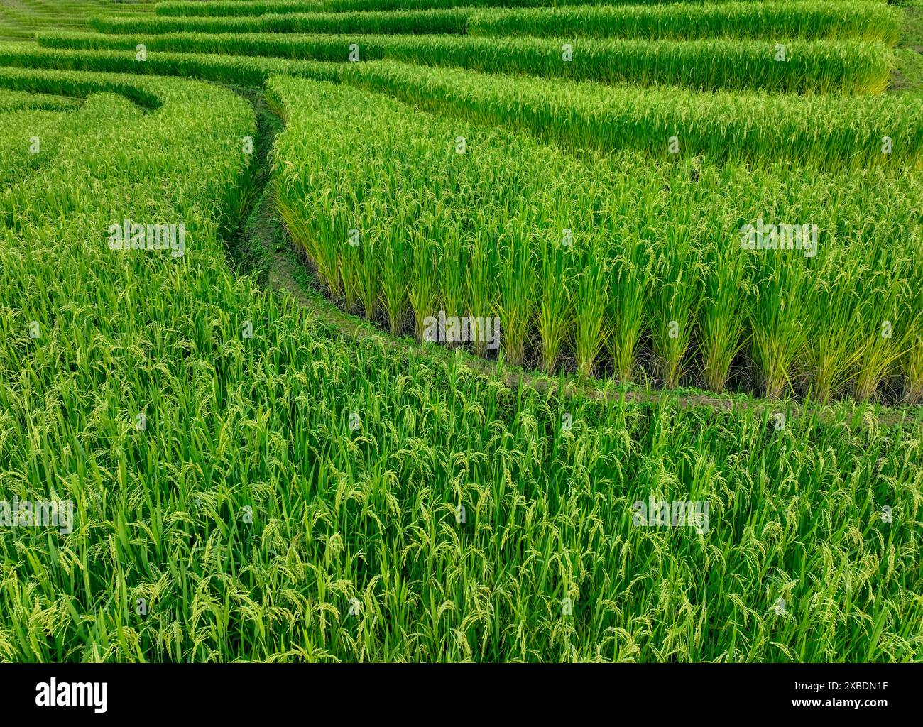 Landscape of green rice terrace. Nature landscape. Green rice farm ...