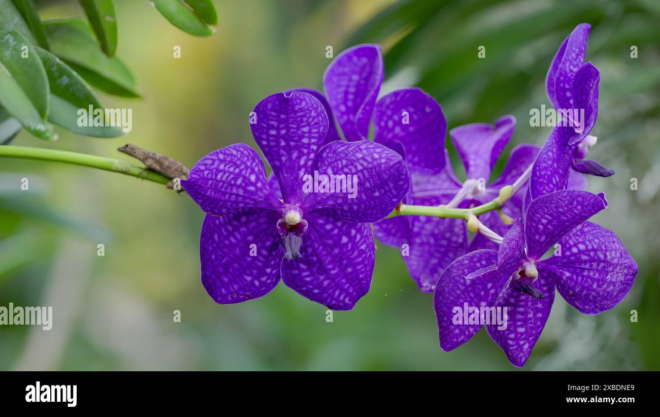 close up of the vanda orchid pachara delight in bloom Stock Photo - Alamy