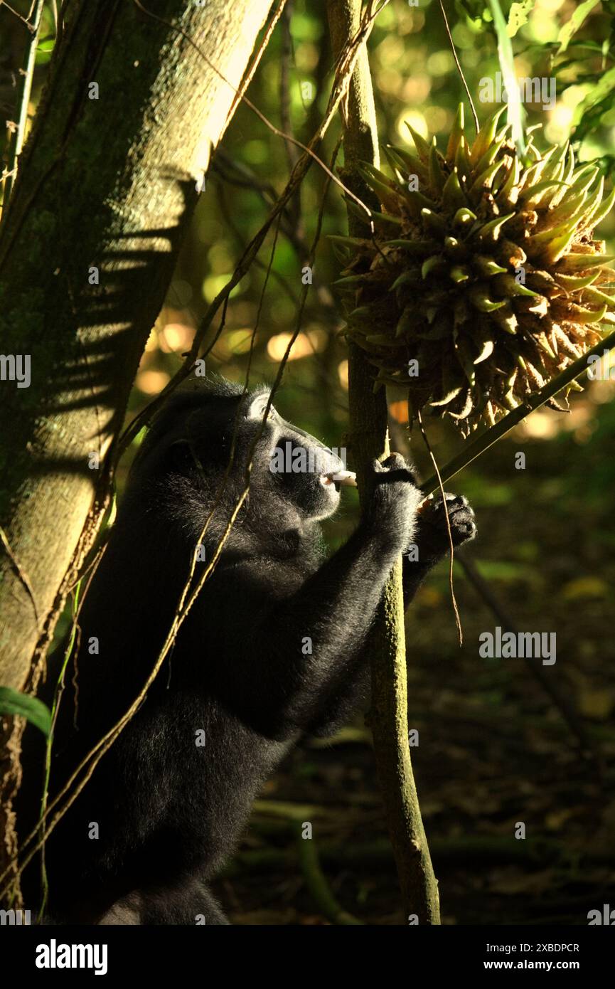 A crested macaque (Macaca nigra) holds a liana vine, behind a bunch of ...