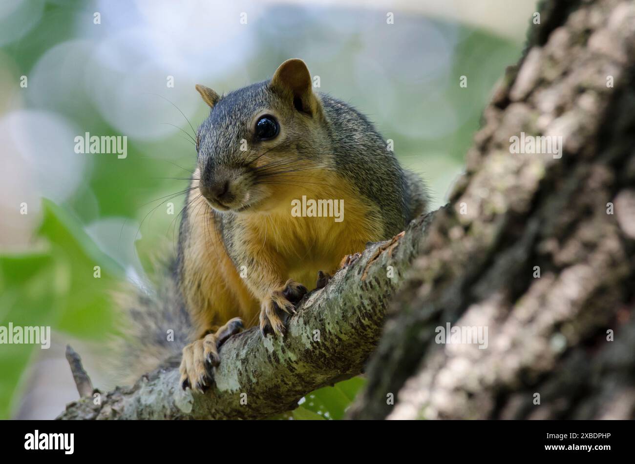 Eastern Gray Squirrel, Sciurus carolinensis Stock Photo - Alamy