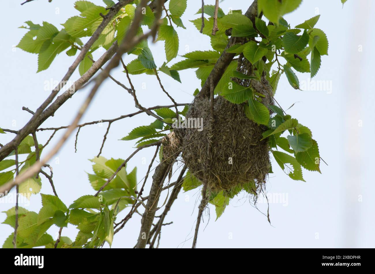 Baltimore Oriole, Icterus galbula, nest Stock Photo - Alamy