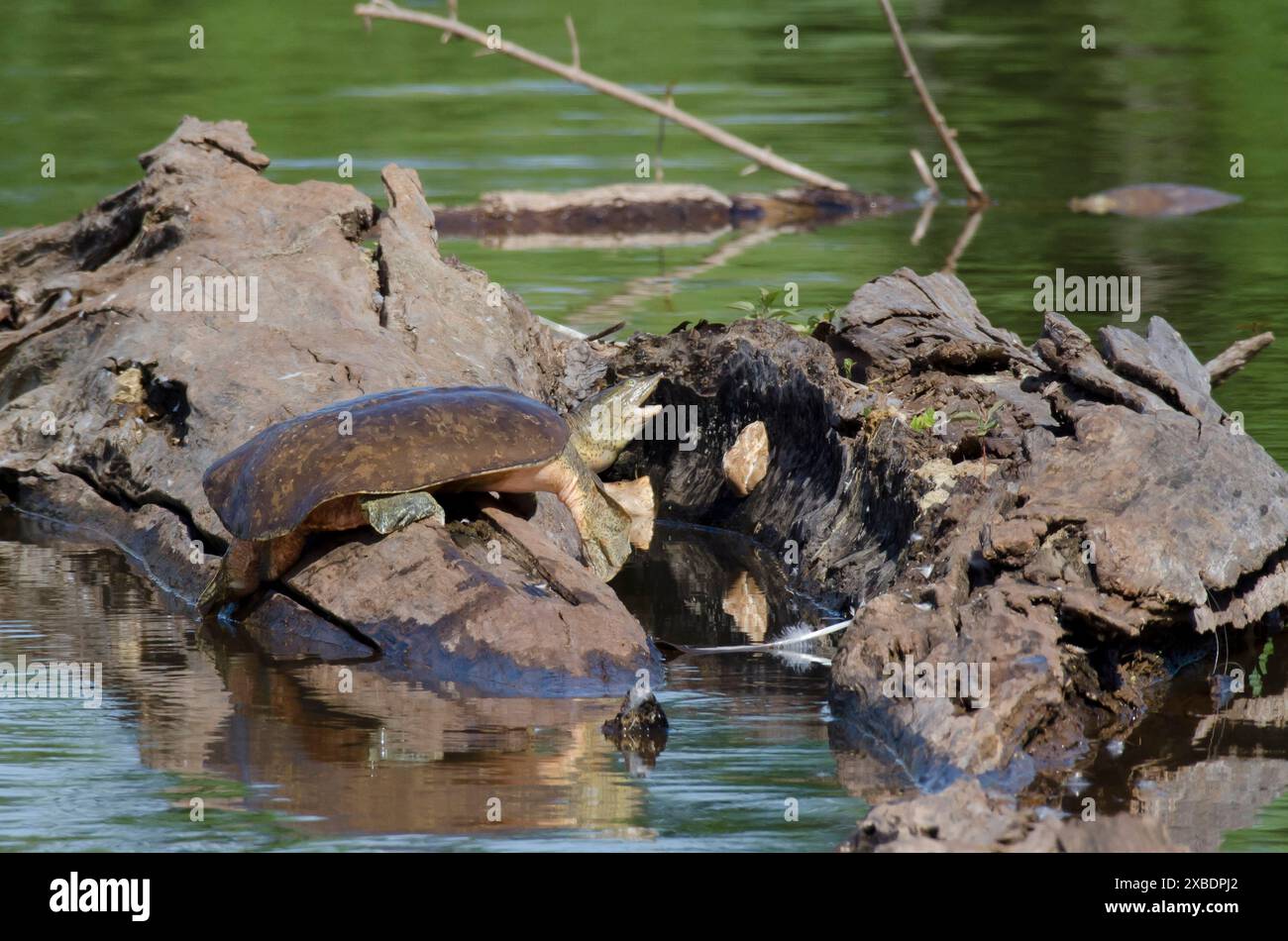 Spiny Softshell Turtle, Apalone spinifera, basking on log Stock Photo ...