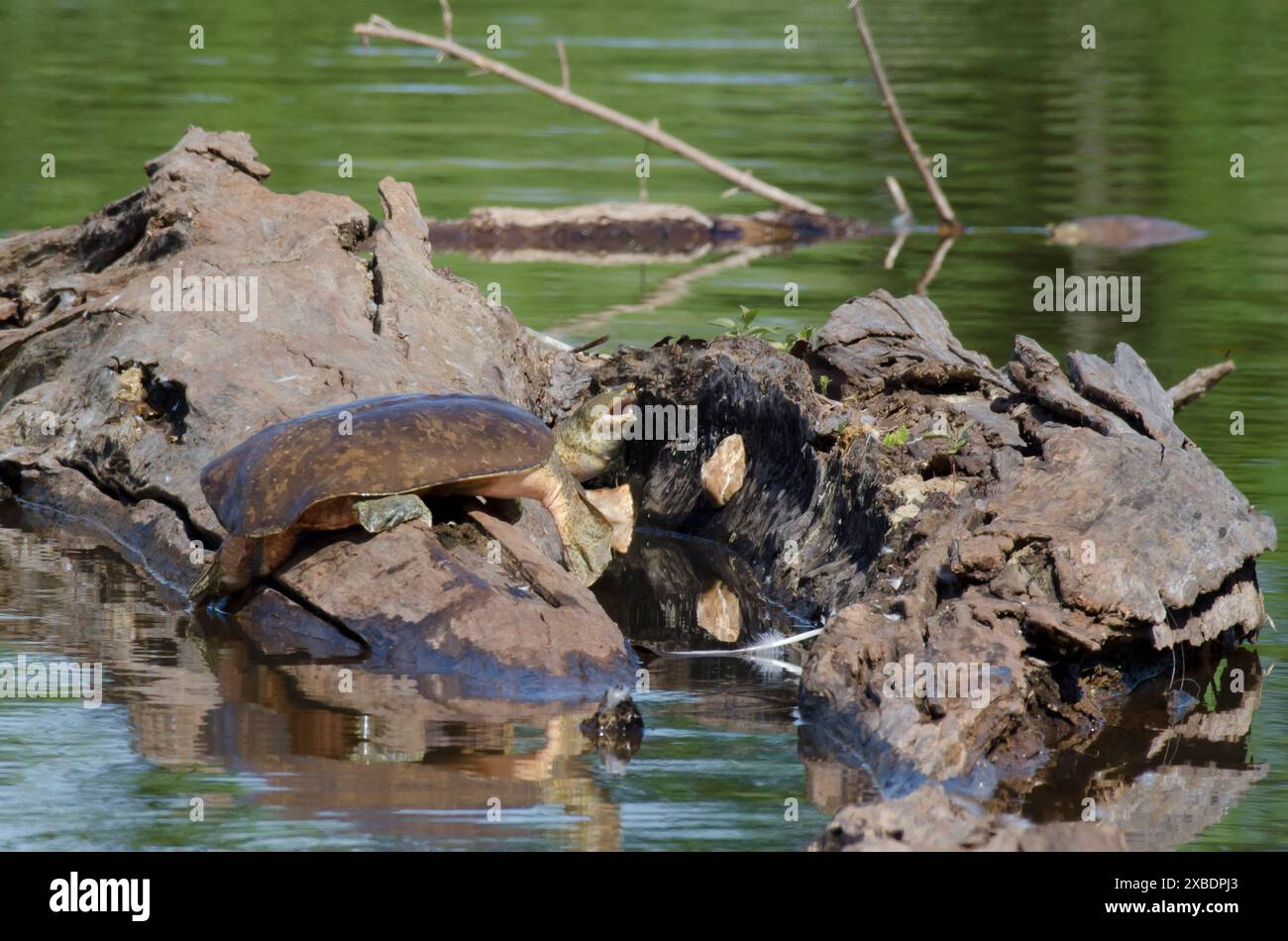 Spiny Softshell Turtle, Apalone spinifera, basking on log Stock Photo ...