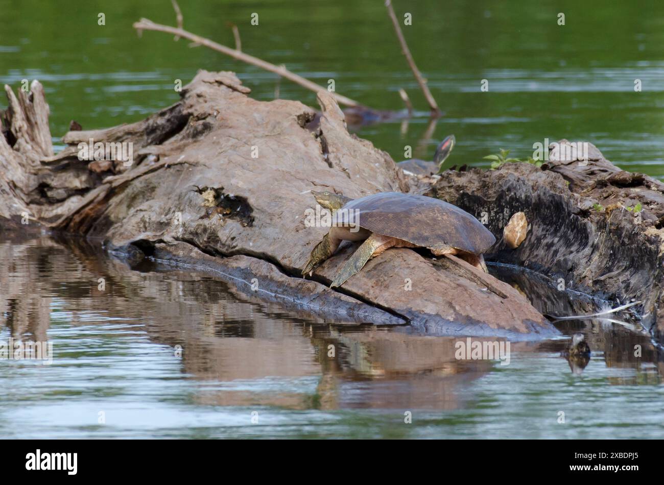 Spiny softshell turtle hi-res stock photography and images - Alamy