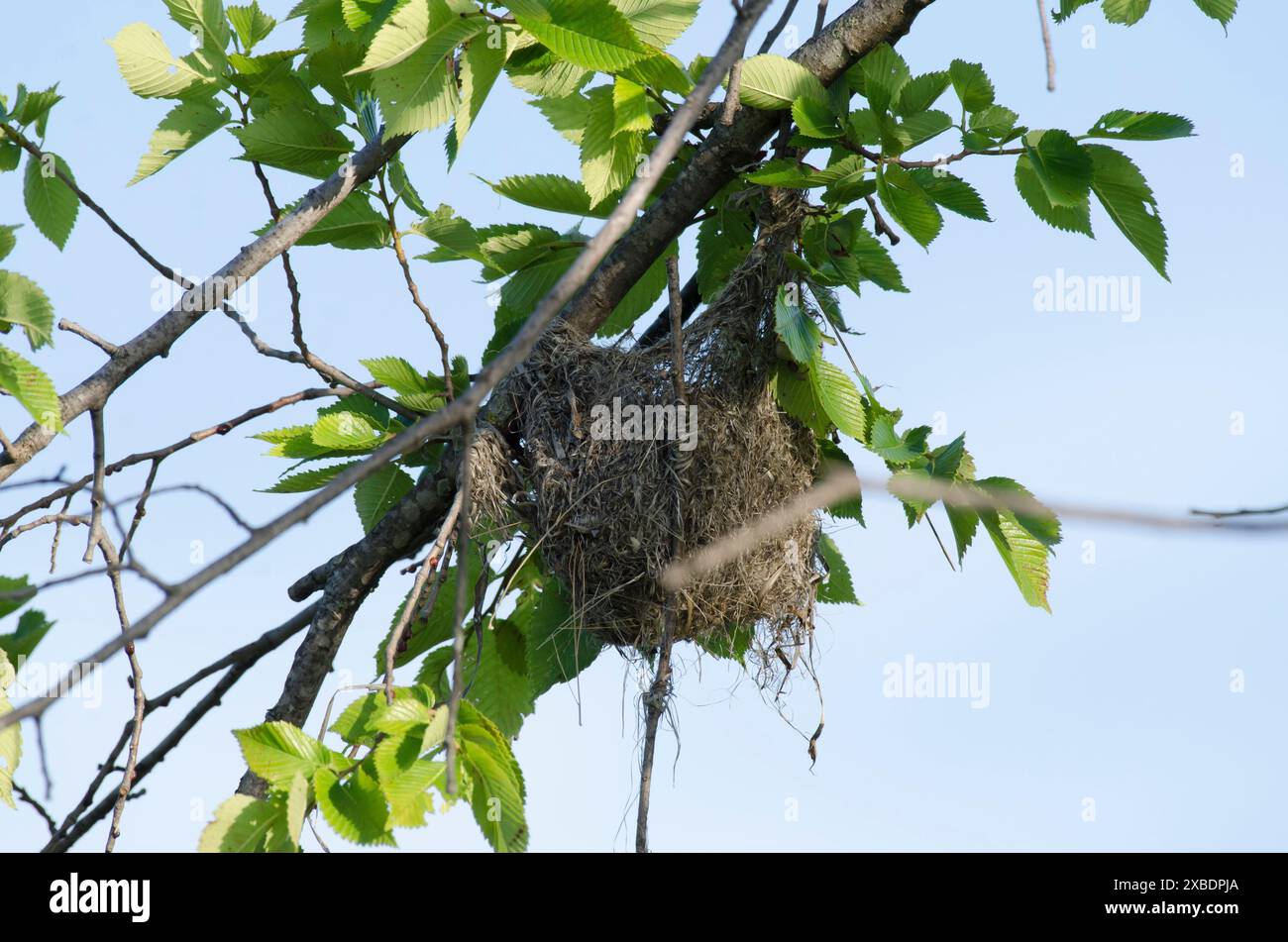 Baltimore Oriole, Icterus galbula, nest Stock Photo - Alamy