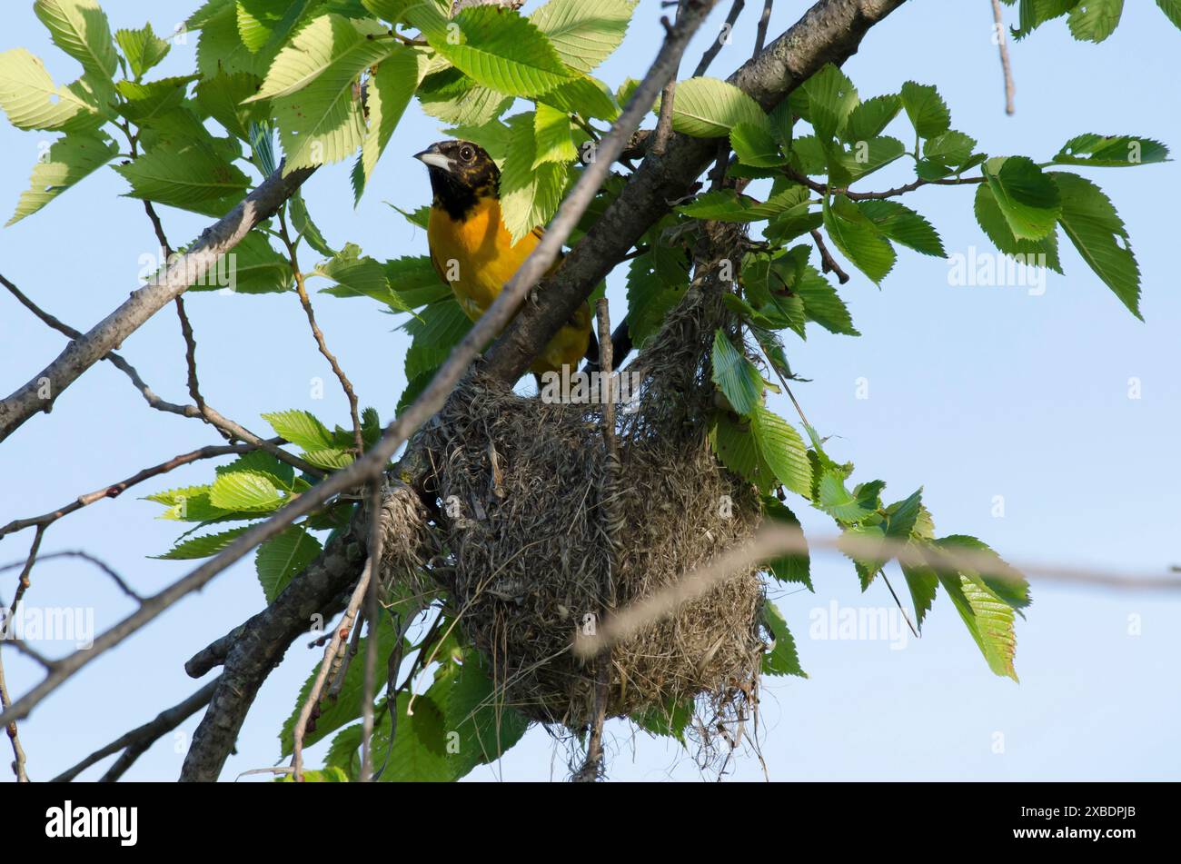 Baltimore Oriole, Icterus galbula, male at nest Stock Photo - Alamy