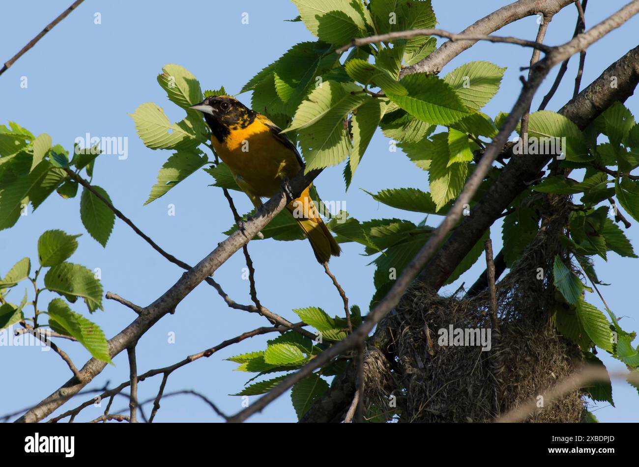 Baltimore Oriole, Icterus galbula, male at nest Stock Photo - Alamy