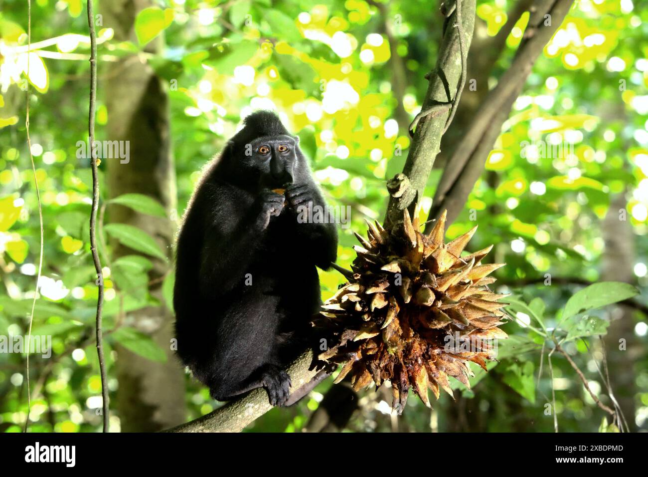 A Sulawesi black-crested macaque (Macaca nigra) eats liana fruit in ...