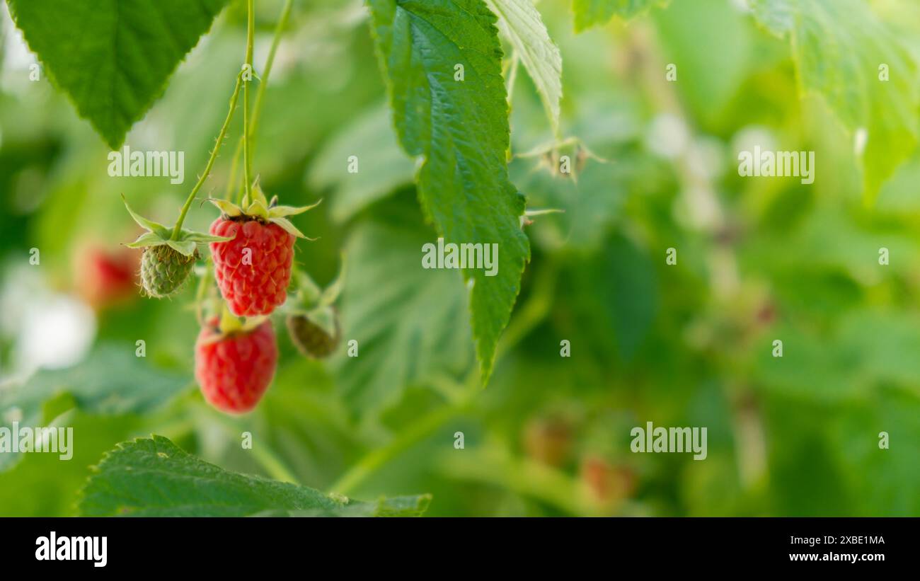 Panorama raspberries on branch background hi-res stock photography and ...