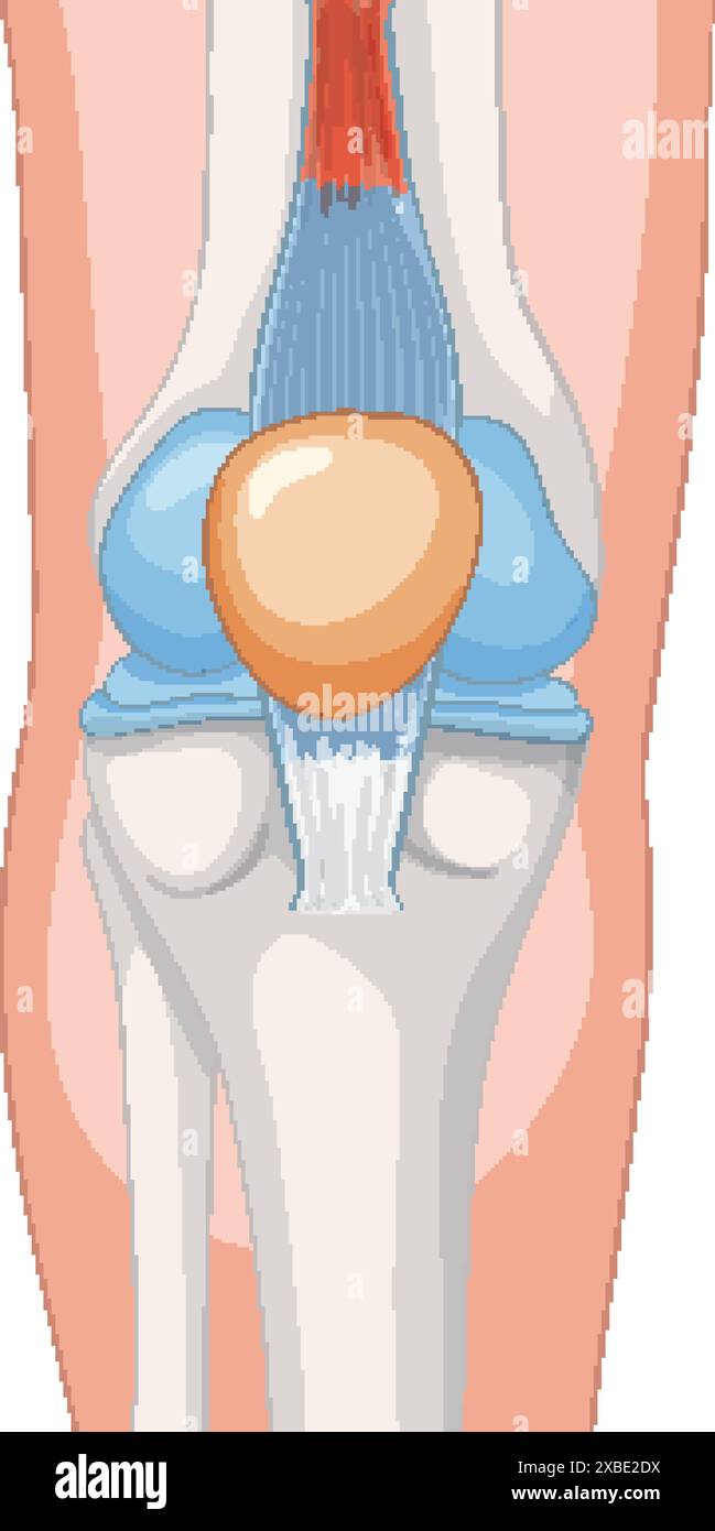 Knee joint anatomy synovial meniscus Cut Out Stock Images & Pictures ...