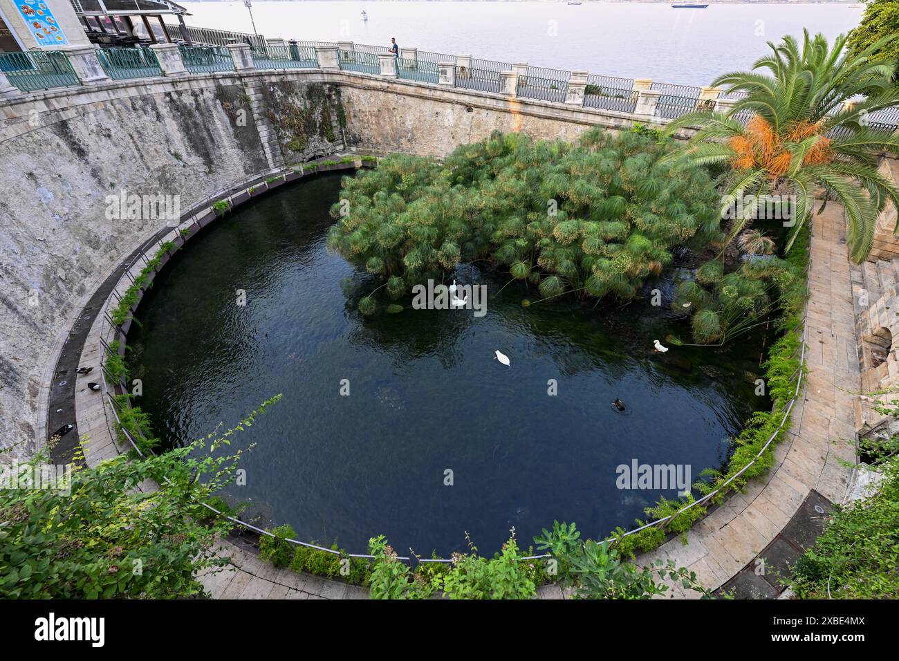Fountain of Arethusa on Ortygia island, a natural spring of fresh water ...