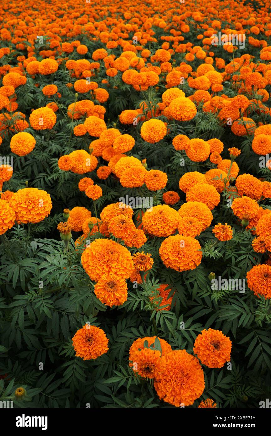 Mexican marigold farm Stock Photo - Alamy