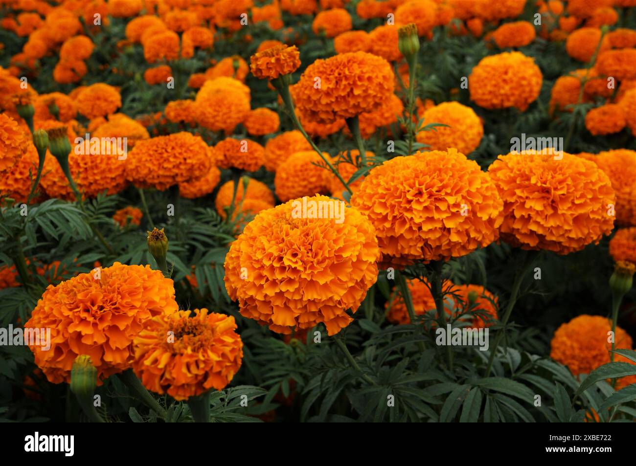 Mexican marigold farm Stock Photo - Alamy