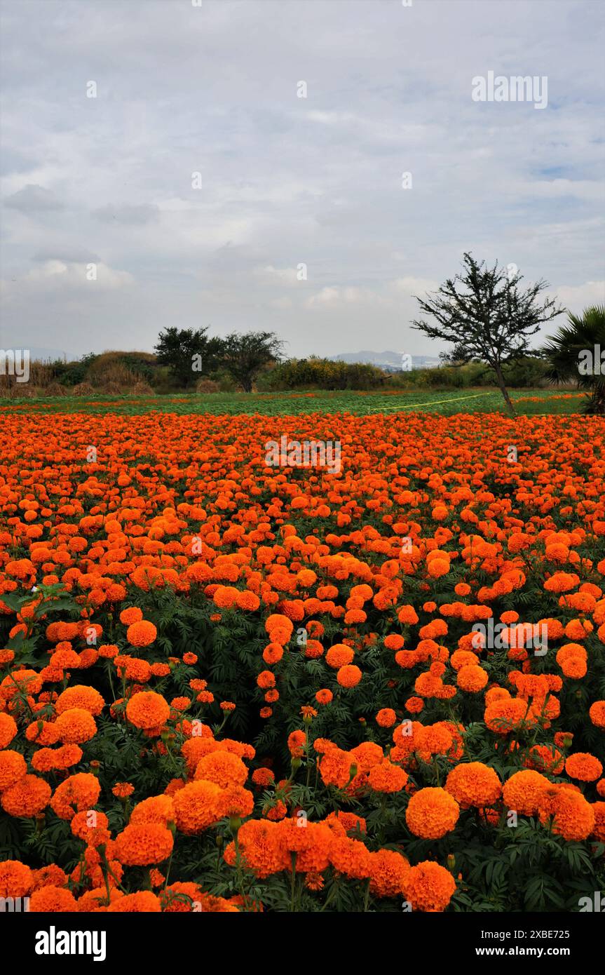 Marigold cempasuchil hi-res stock photography and images - Alamy