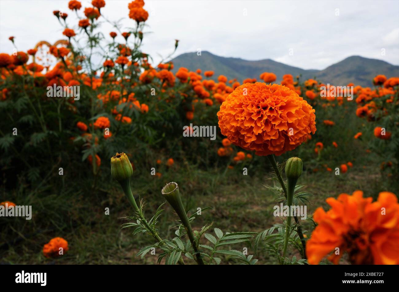 Mexican marigold farm Stock Photo - Alamy