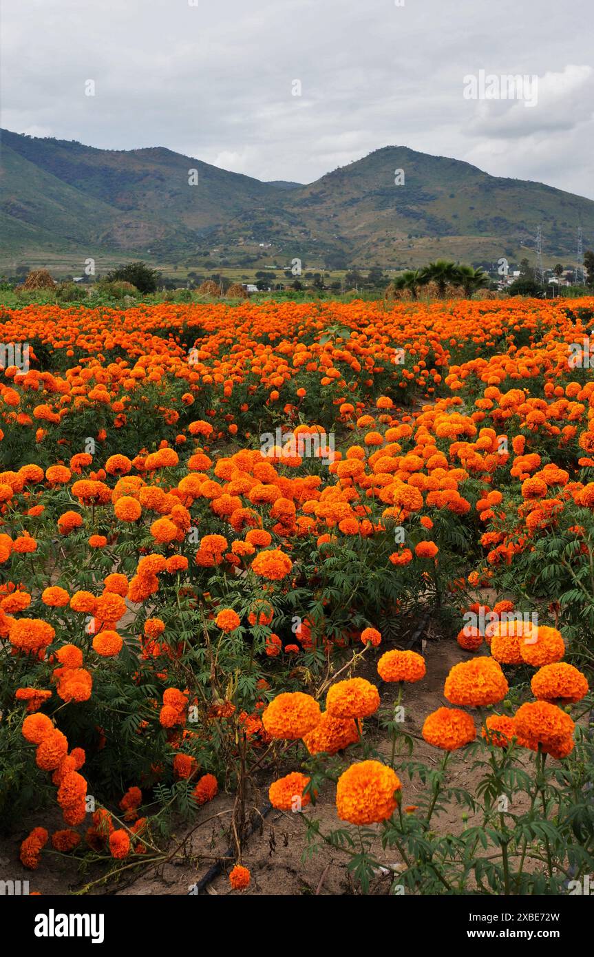 Mexican marigold farm Stock Photo - Alamy
