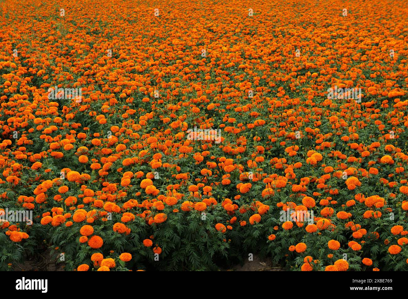 Mexican marigold farm Stock Photo - Alamy