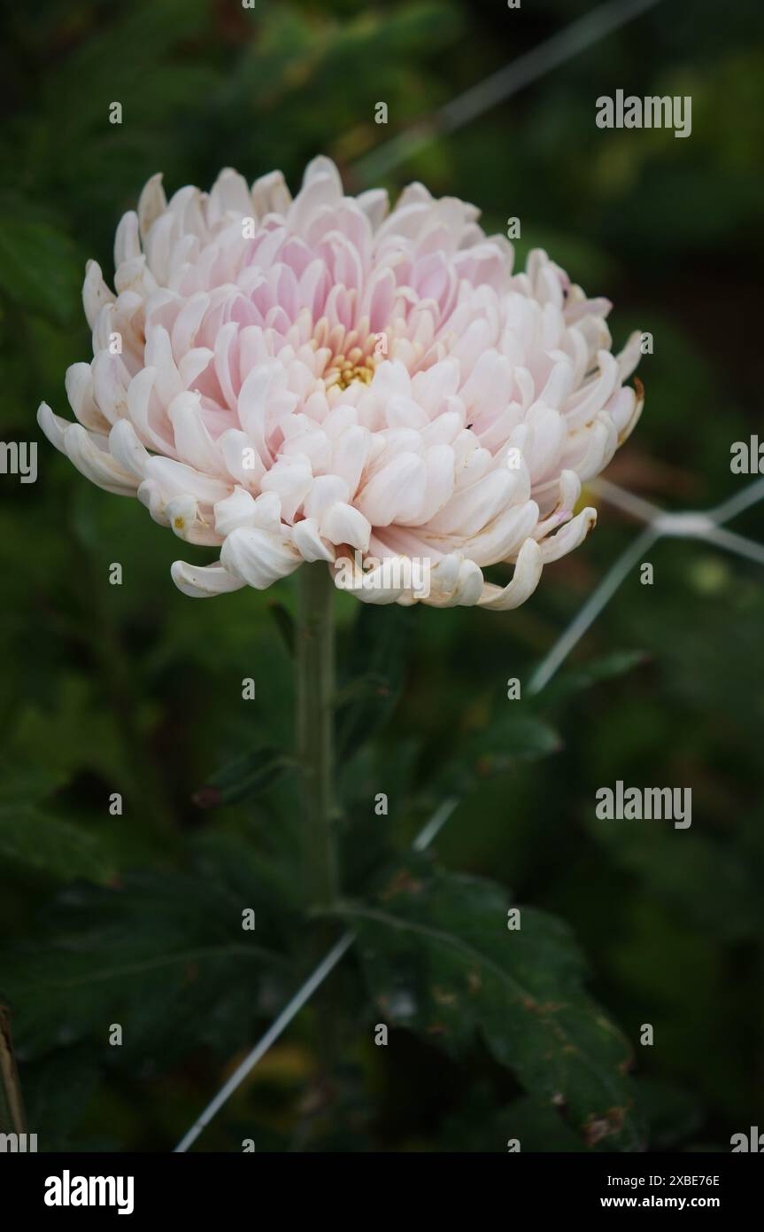 Ink mums hi-res stock photography and images - Alamy