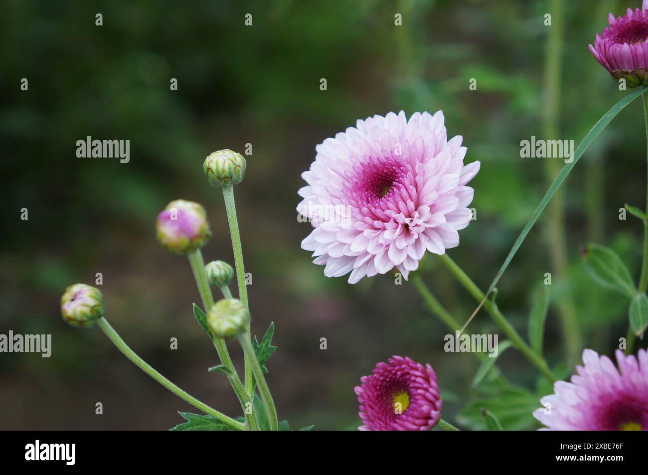 Pink varieties hi-res stock photography and images - Alamy