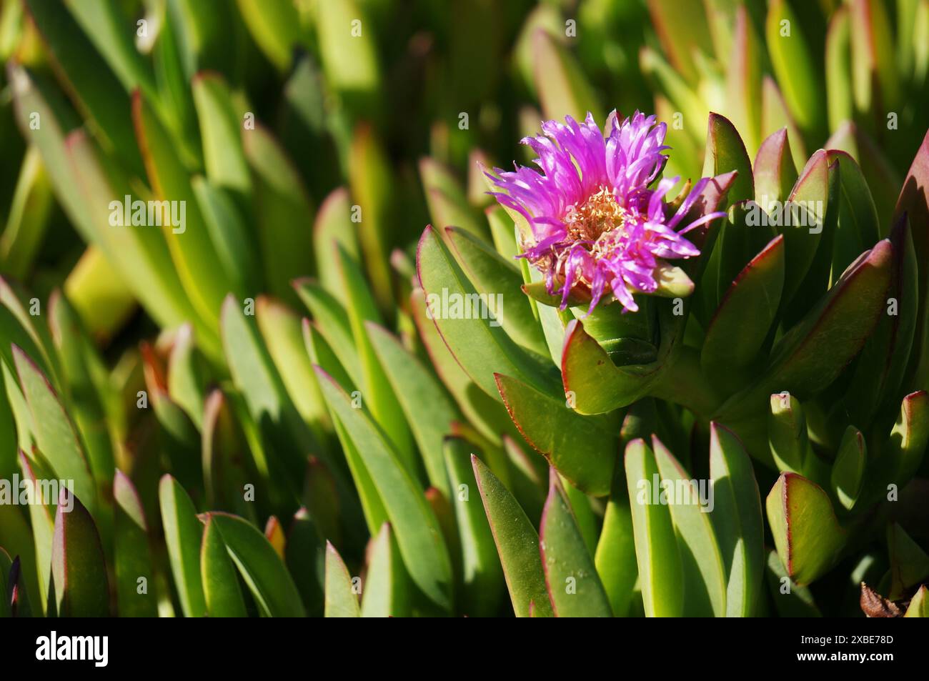 Succulent plant photography hi-res stock photography and images - Alamy