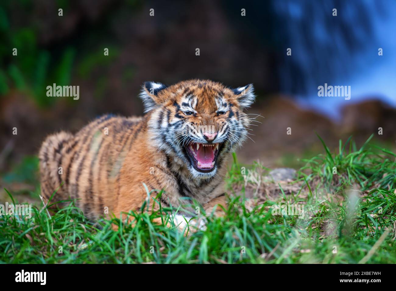 Tiger cub in the wild. Baby animal in green grass on waterfall ...