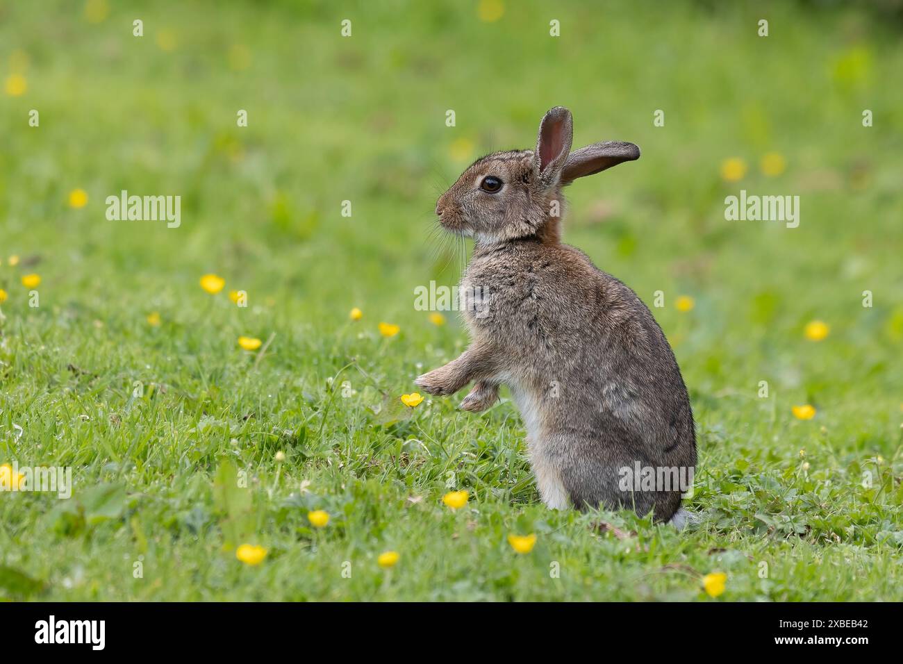 Rabbit close up in grass hi-res stock photography and images - Alamy