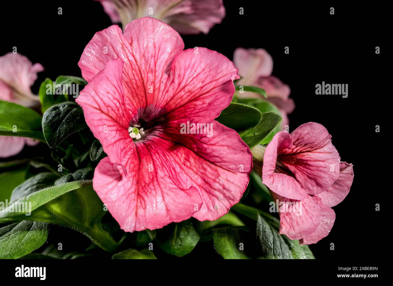 Petunia hybrid grandiflora limbo hi-res stock photography and images ...