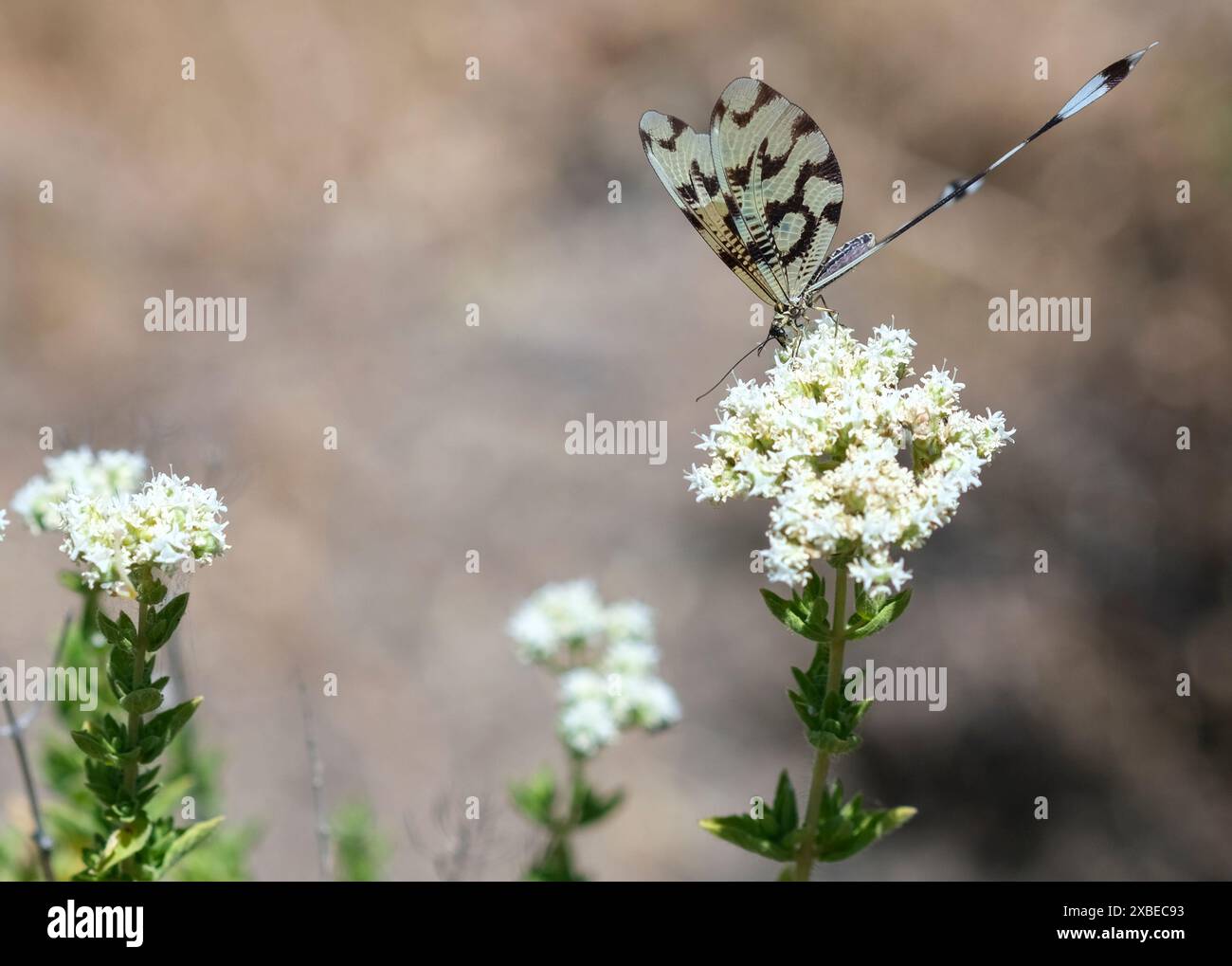 Dalyan, Turkey. 25th May, 2024. The swallowtail hawk-moth (Nemoptera ...