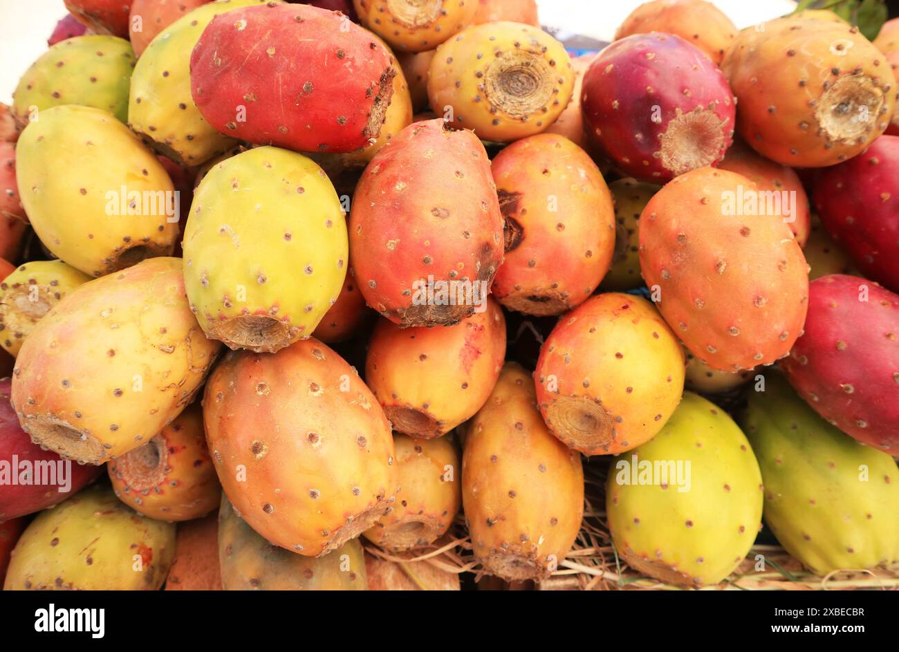 Pile of Ripe Prickly Pear Cactus Fruits (Opuntia Ficus indica) For Sale ...