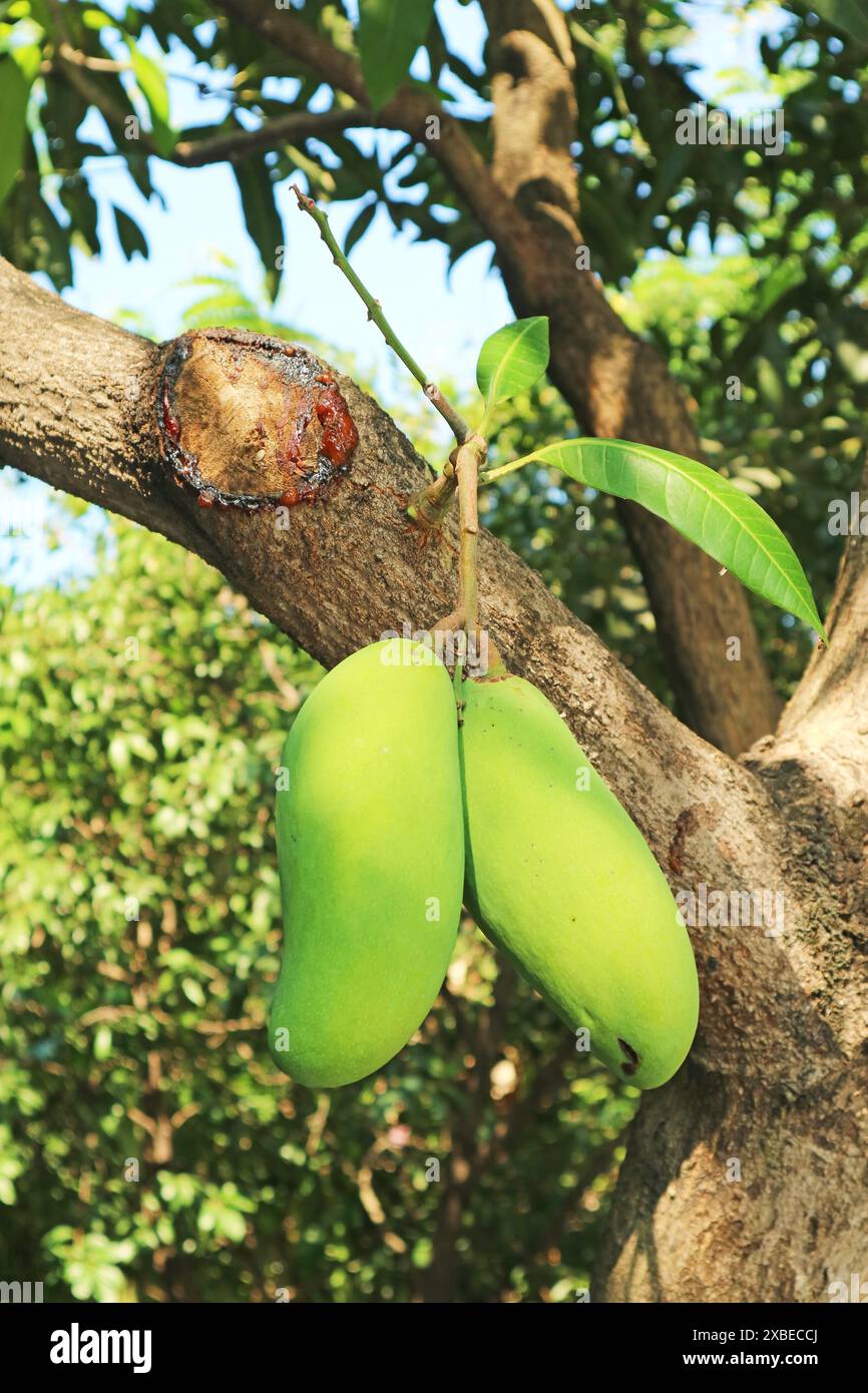 Pair of Immature Mahachanok Mango on the Tree, a Variety of Mango ...