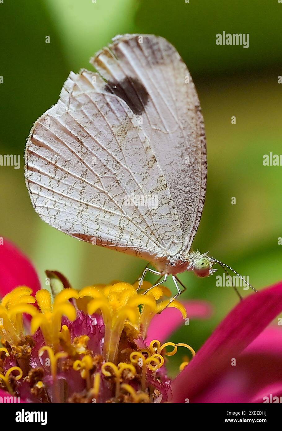 A butterfly is collecting nectar from a flower in Agartala. Tripura ...