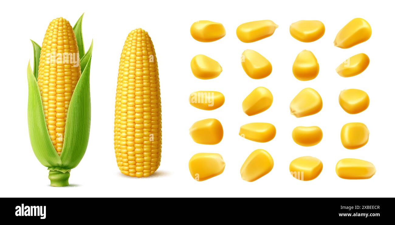 Realistic ripe raw sweet corn cobs and yellow kernels, vector maize ...