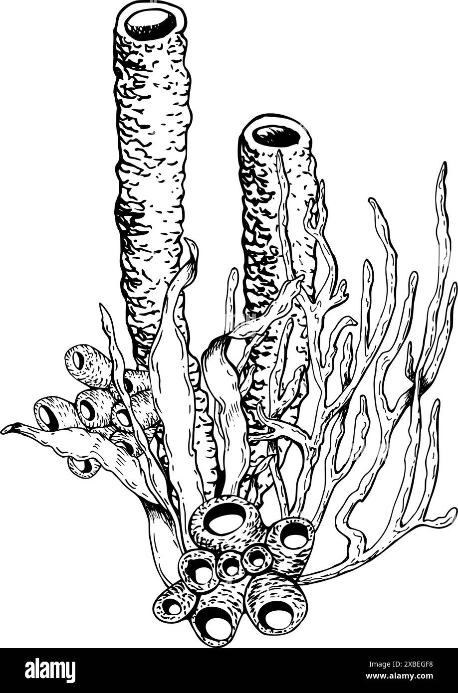 Composition of sea, ocean coral reef underwater seabed organisms. Hand ...
