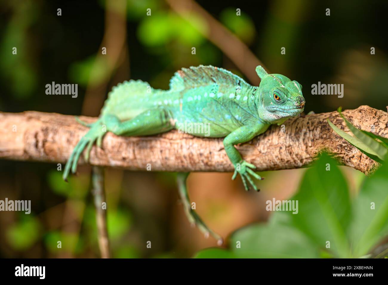A green Plumed Basilisk lizard resting on a branch Stock Photo - Alamy