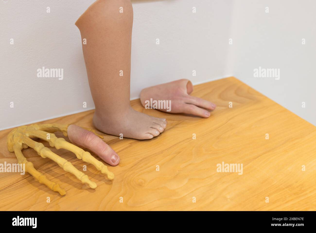 Prosthetic limbs and parts displayed on wooden surface. White ...