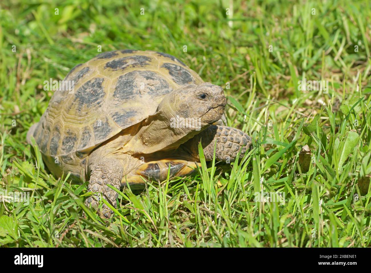 Four-toed tortoise walking in grass. Testudo horsfieldii Flower gardens ...