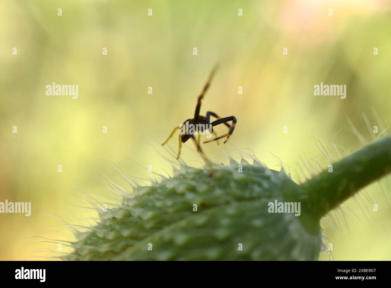 Closeup of bumblebee face hi-res stock photography and images - Alamy